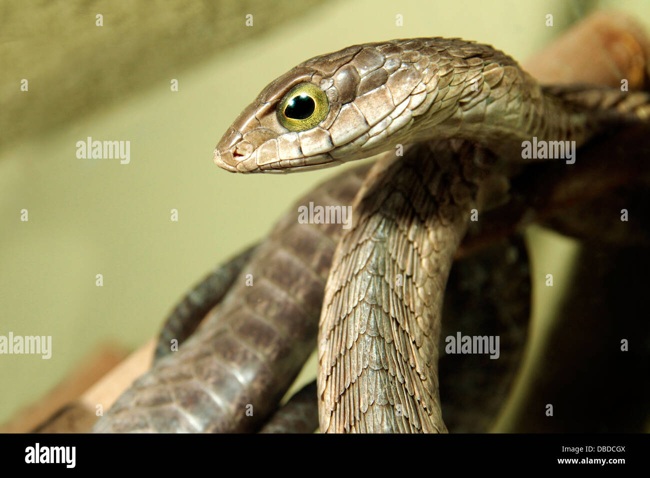 African tree snake hi-res stock photography and images - Alamy
