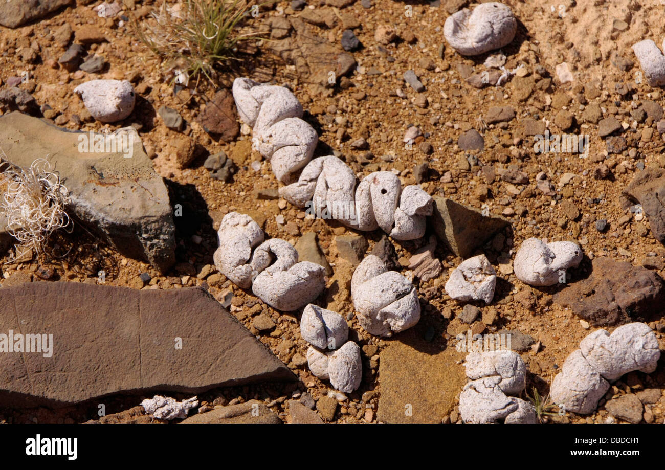 Hyena droppings in the Namib desert. White as dried out and a high bone ...