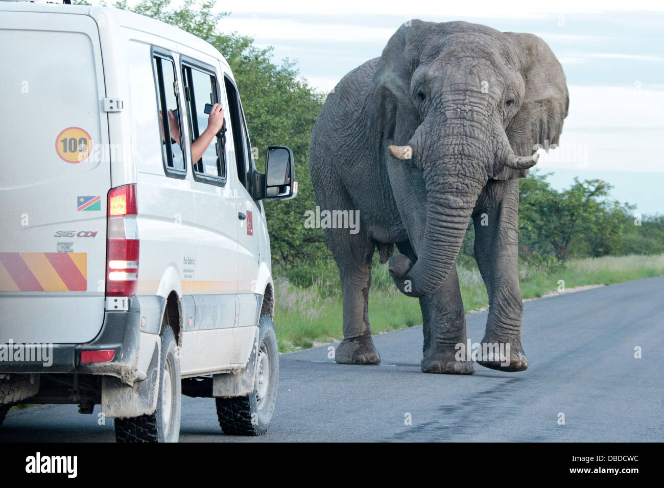 Lone male elephant came out of the bush right in fromt of the mini bus ...