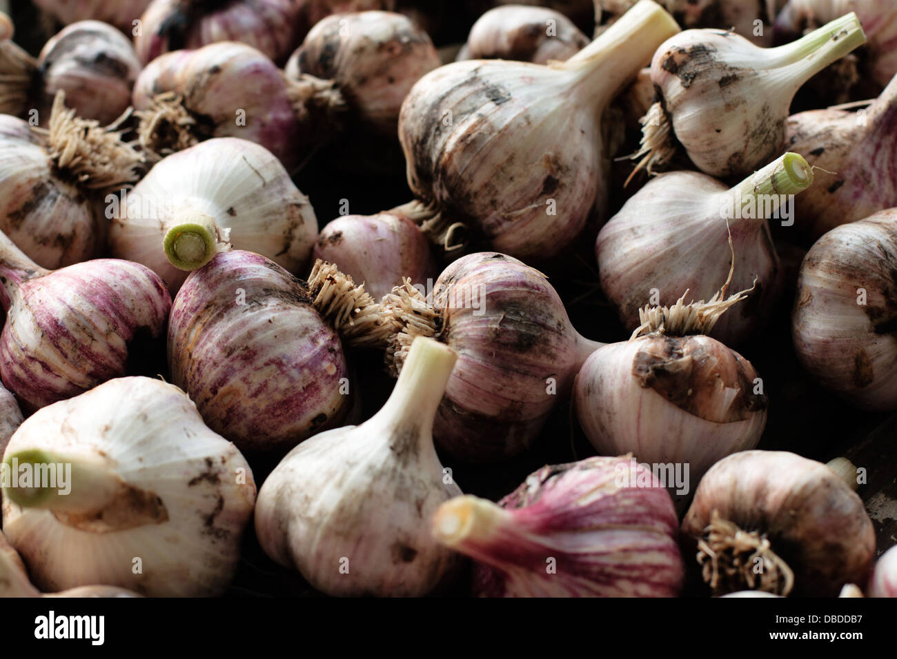 fresh garlic on the table. close-up Stock Photo - Alamy