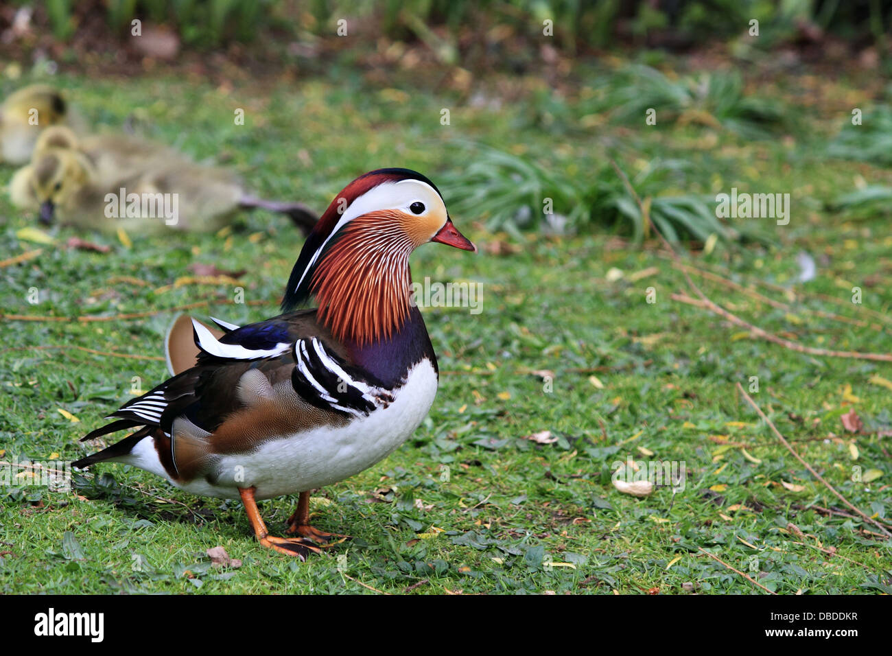Aves Male Mandarin Duck High Resolution Stock Photography and Images ...