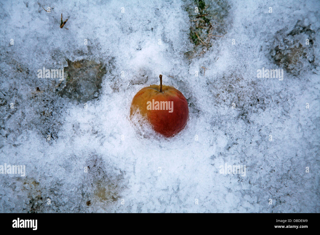 Frozen photography hi-res stock photography and images - Alamy