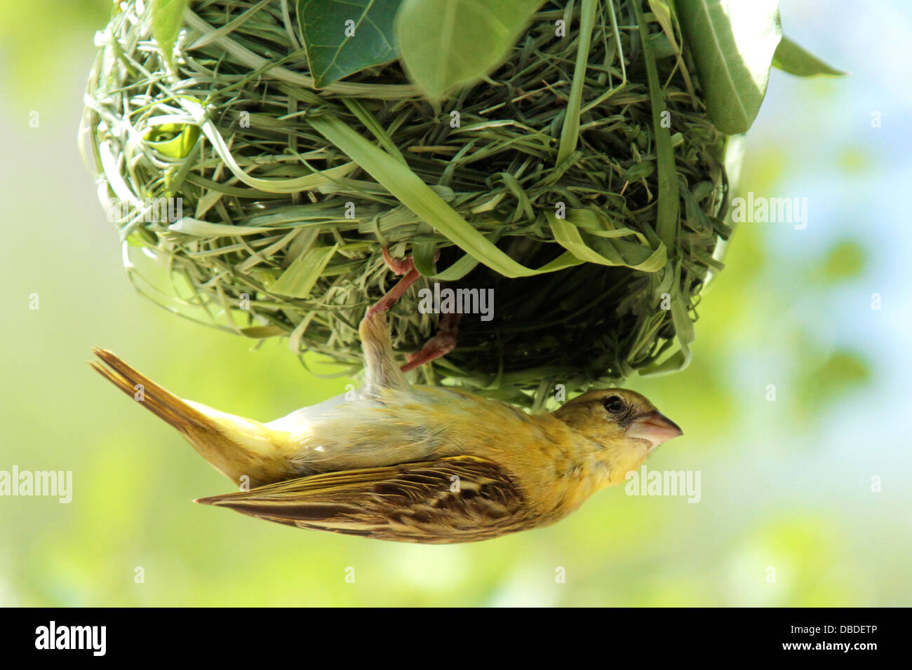 Southern masked female weaver hi-res stock photography and images - Alamy