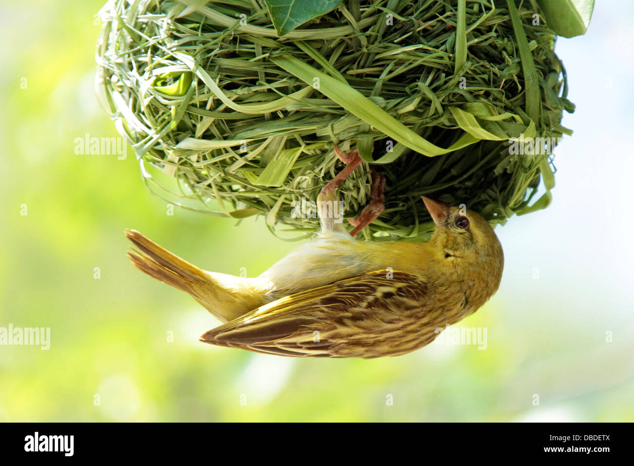 Female Southern Masked Weaver at nest Stock Photo - Alamy