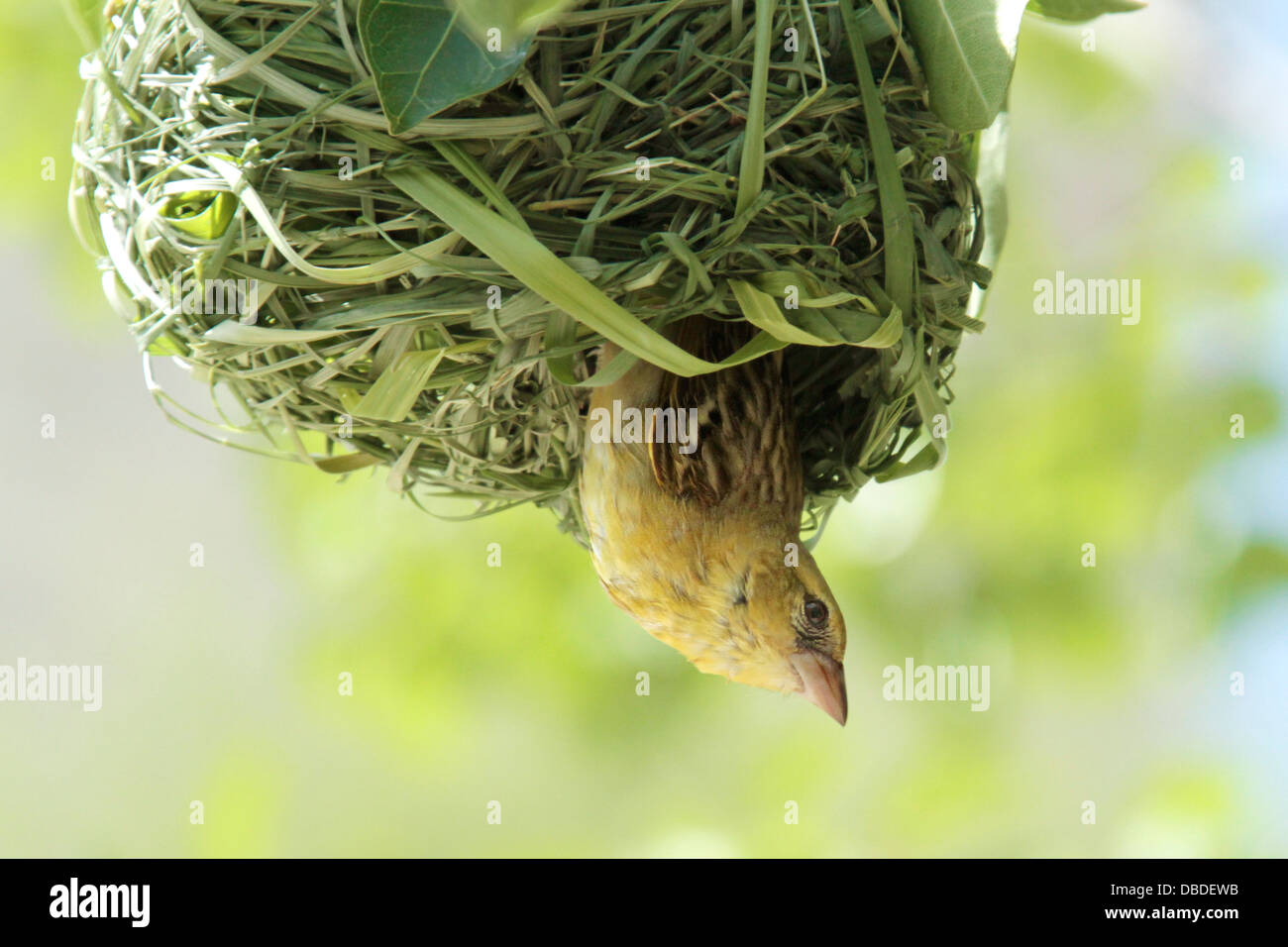 Female Southern Masked Weaver emerging from nest Stock Photo - Alamy
