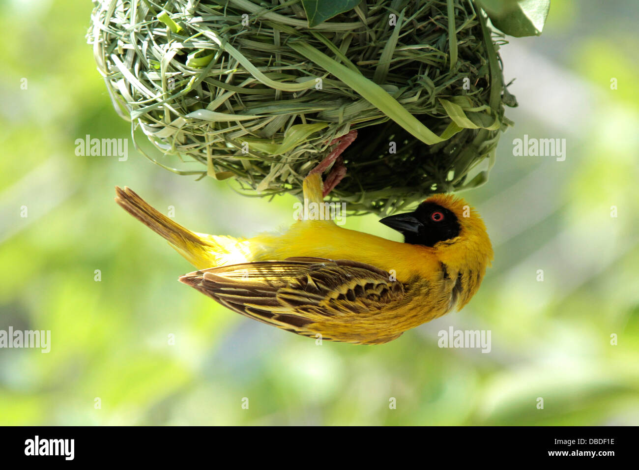 Male Southern Masked Weaver hanging under nest Stock Photo - Alamy