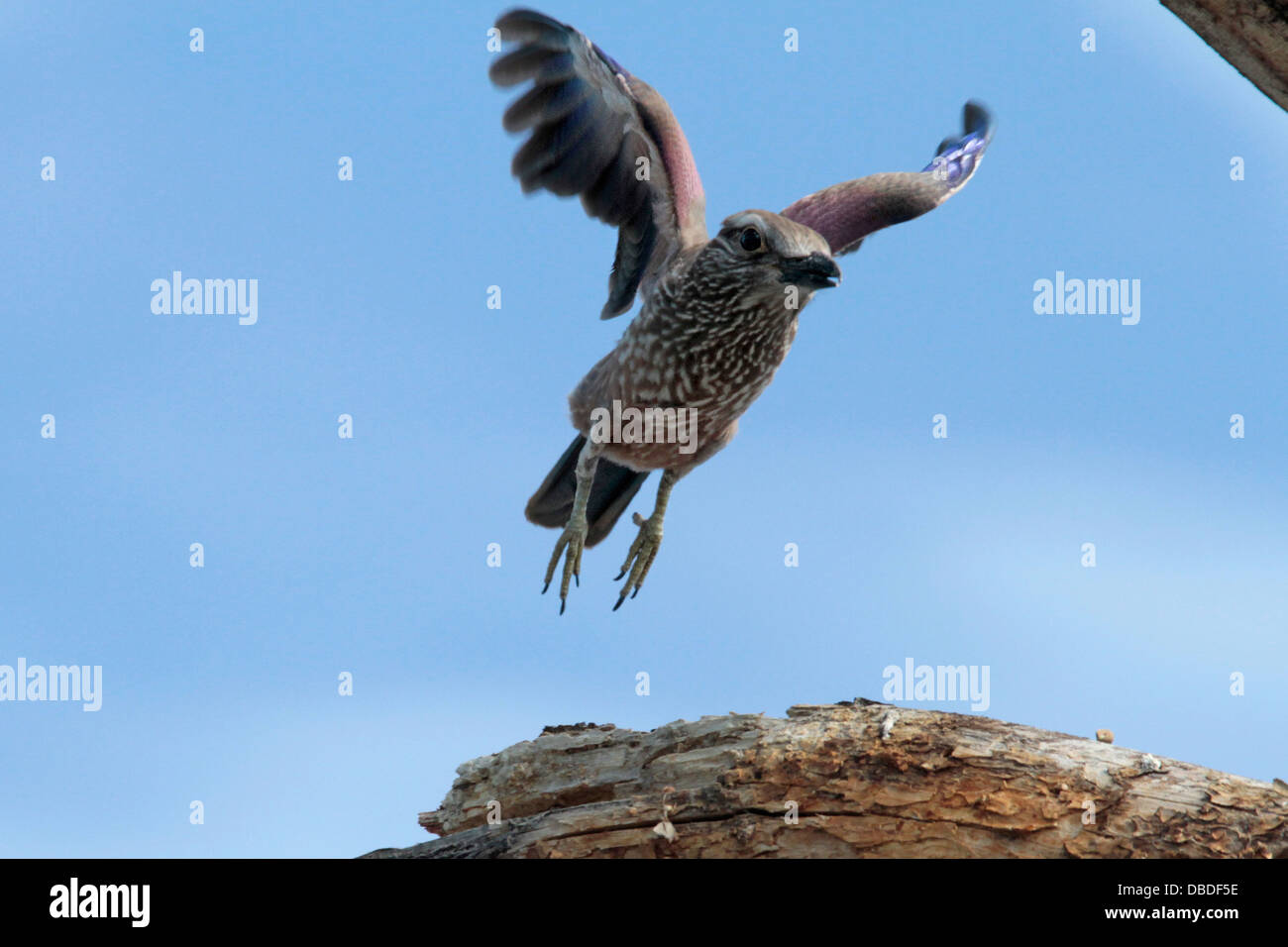 Purple Roller in flight Stock Photo - Alamy