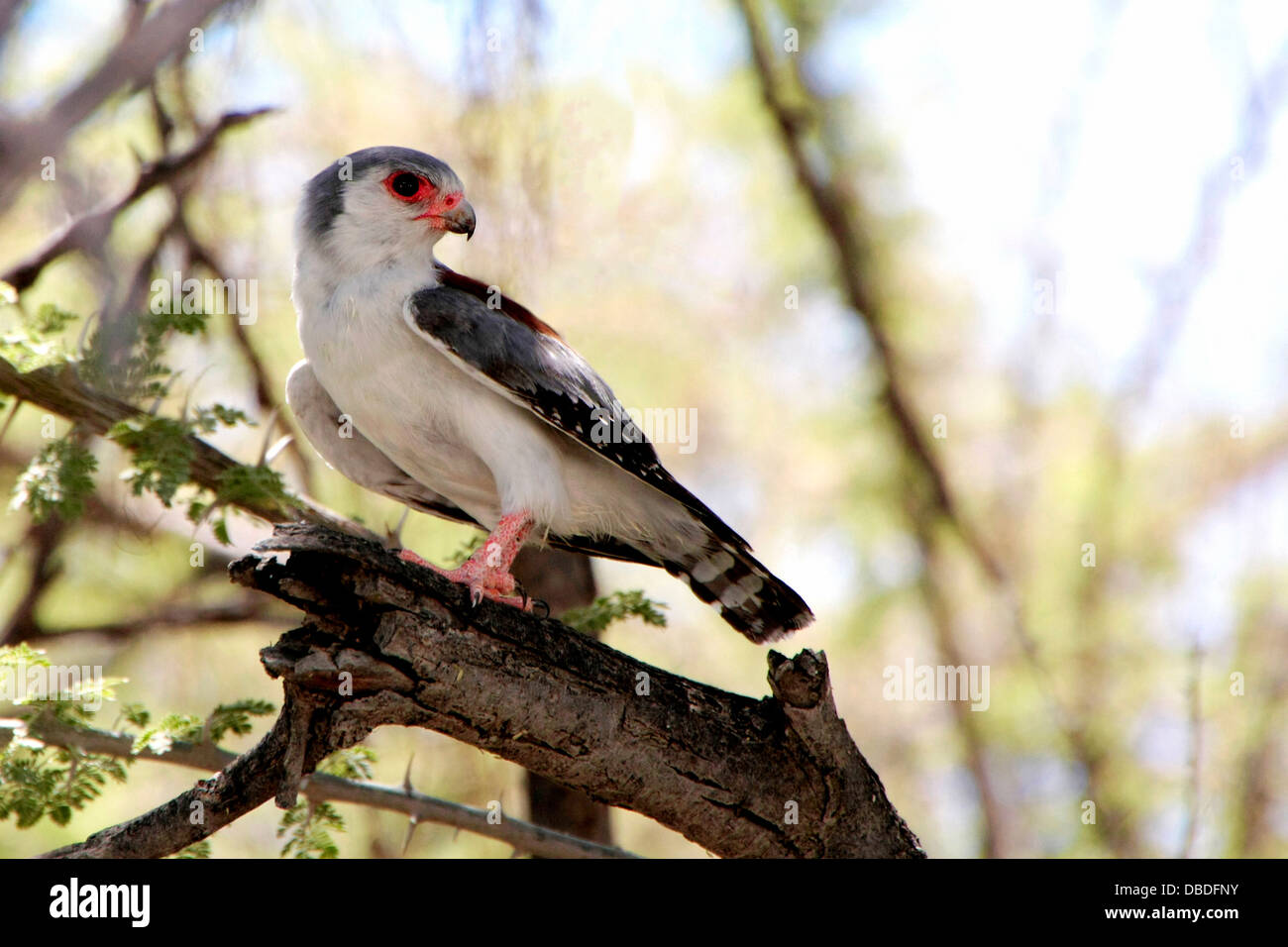 This Pygmy Falcon shares a home in a huge sociable weavers' nest Stock ...