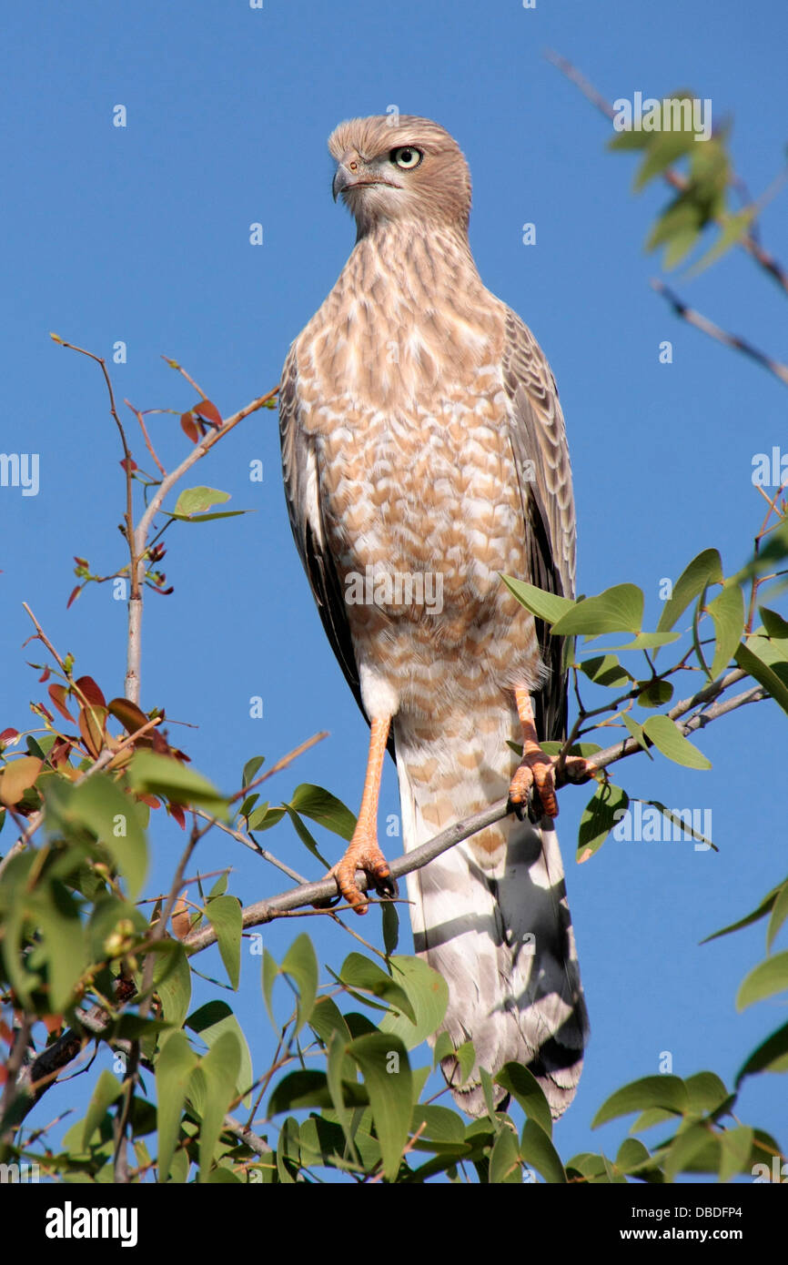 Legged buzzard hi-res stock photography and images - Alamy