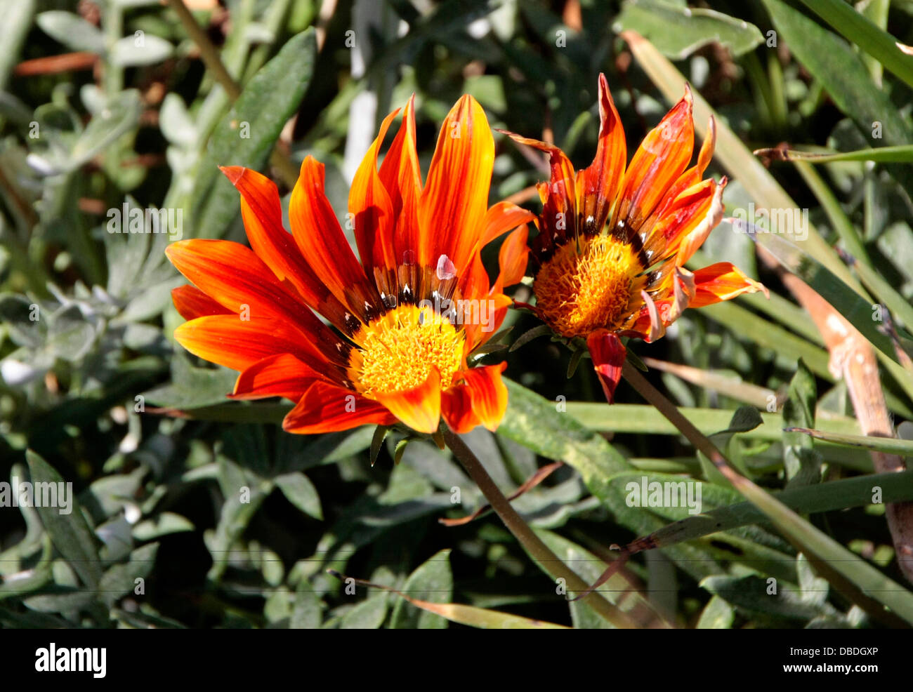 Orange osteospermum flower Stock Photo - Alamy