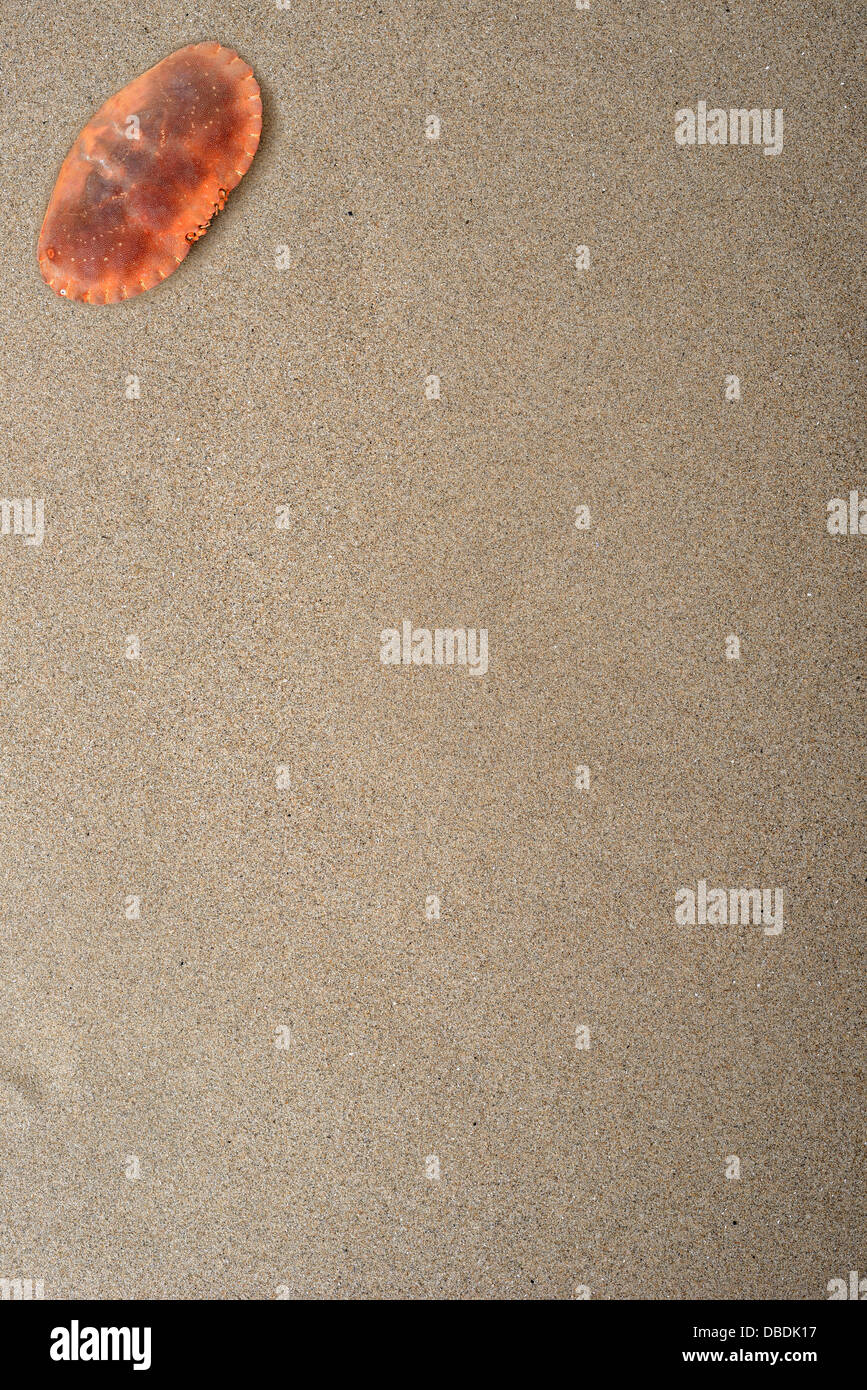 Crab texture hi-res stock photography and images - Alamy