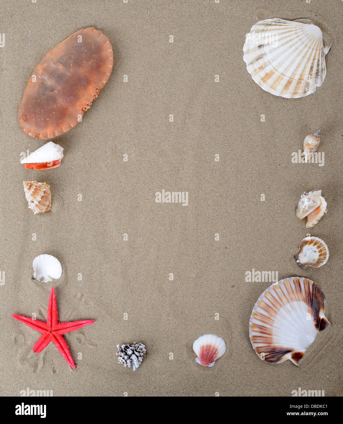 Coral shells from the sea are hi-res stock photography and images - Alamy