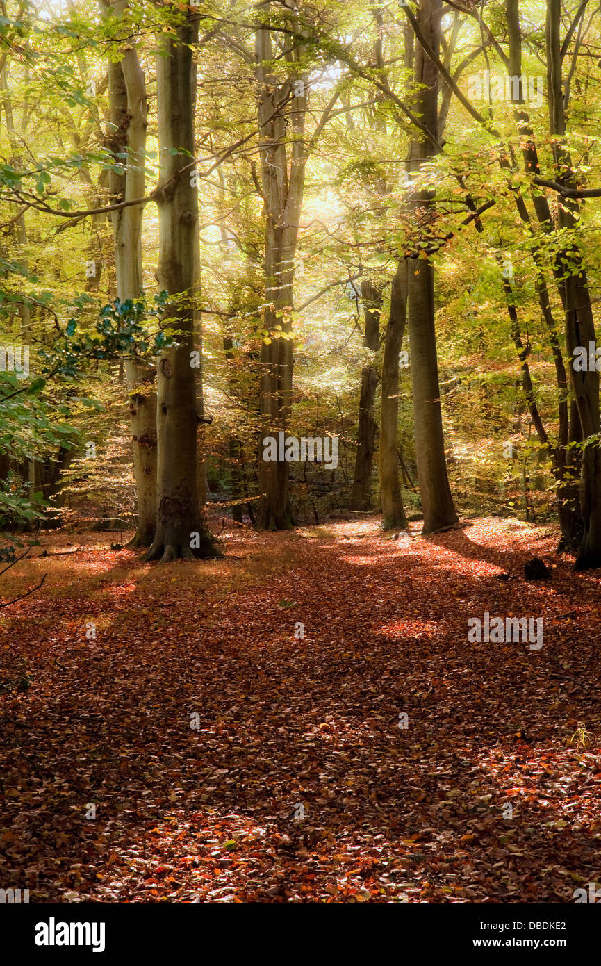 Beautiful landscape image of forest covered in Autumn Fall color ...
