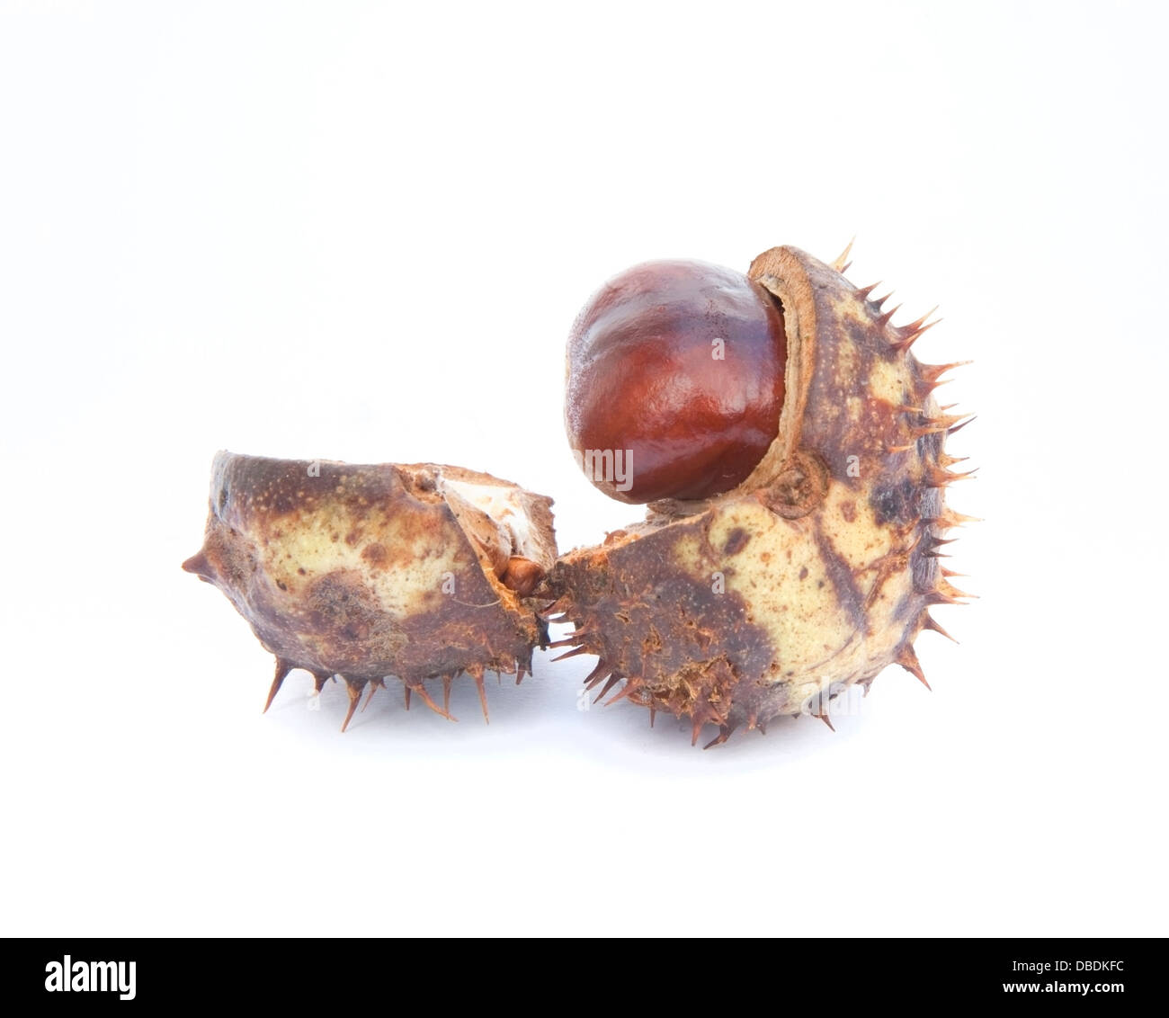 Conker fruit hi-res stock photography and images - Alamy