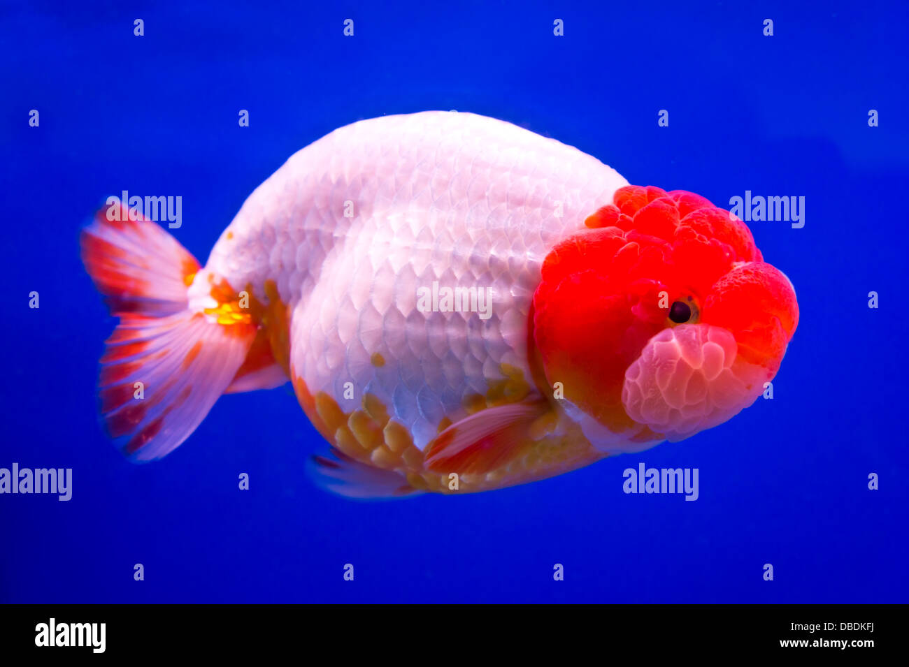 The white goldfish isolated on blue background Stock Photo - Alamy