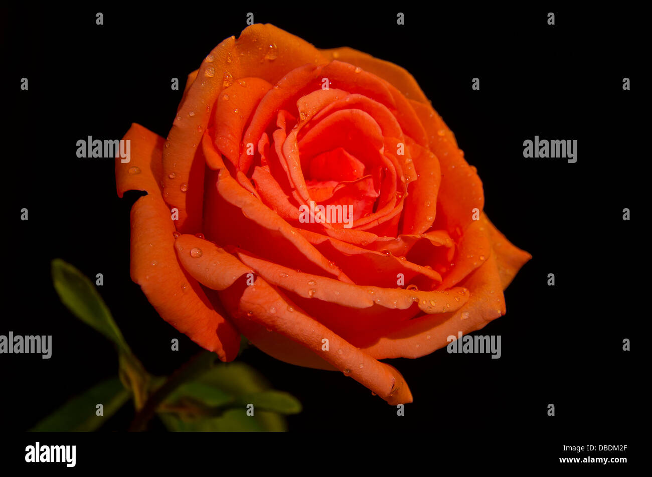 Crying flower hi-res stock photography and images - Alamy