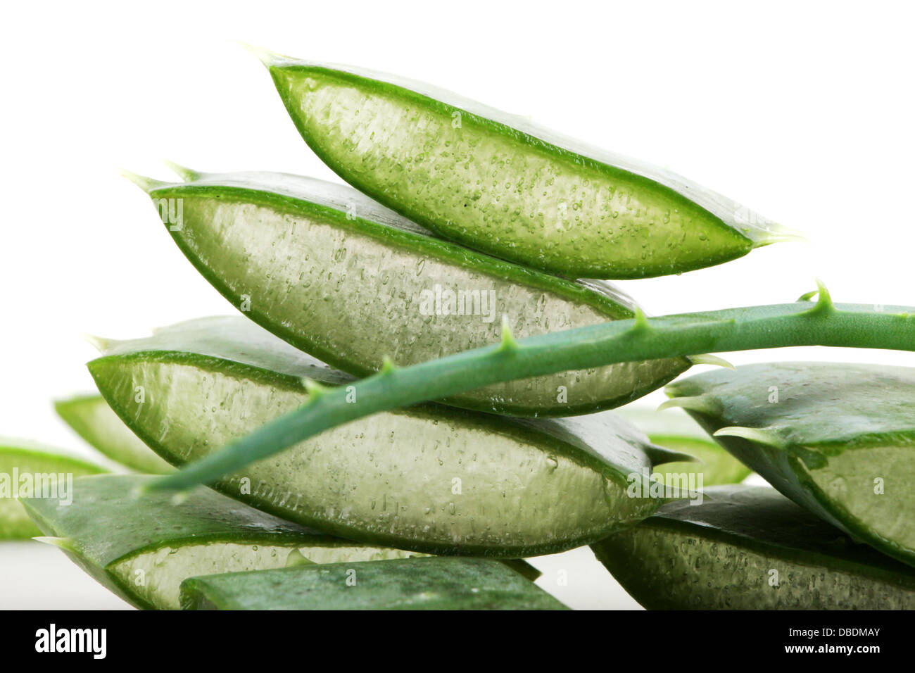Bainesii hi-res stock photography and images - Alamy