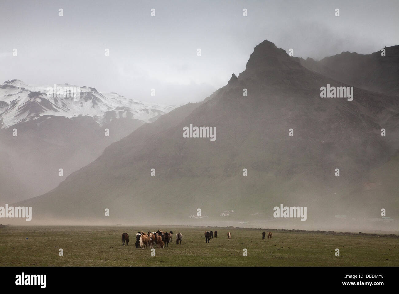 Farms and Icelandic horses in the ash on the south coast of Iceland on ...