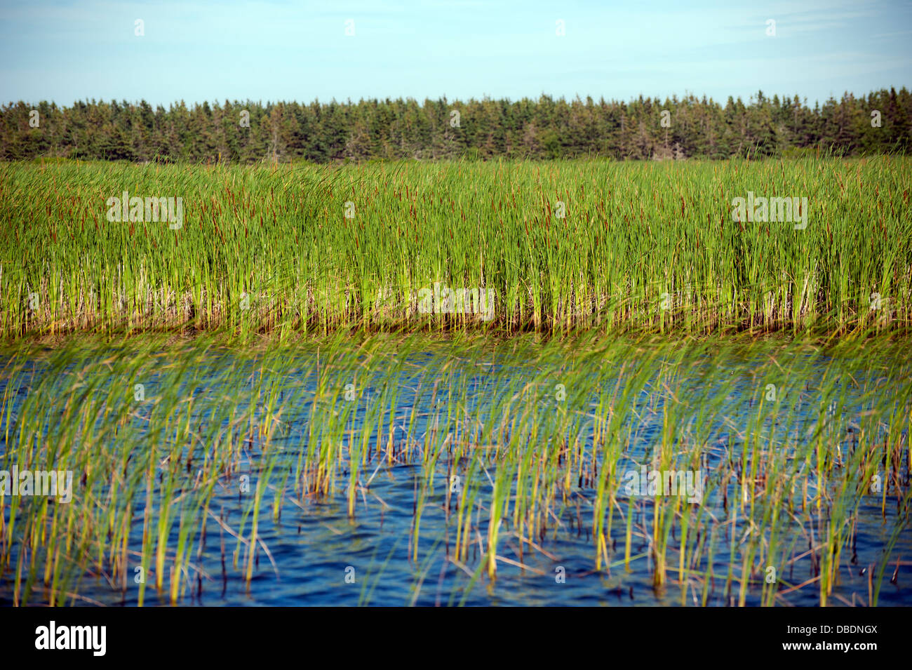 Reeds island High Resolution Stock Photography and Images - Alamy