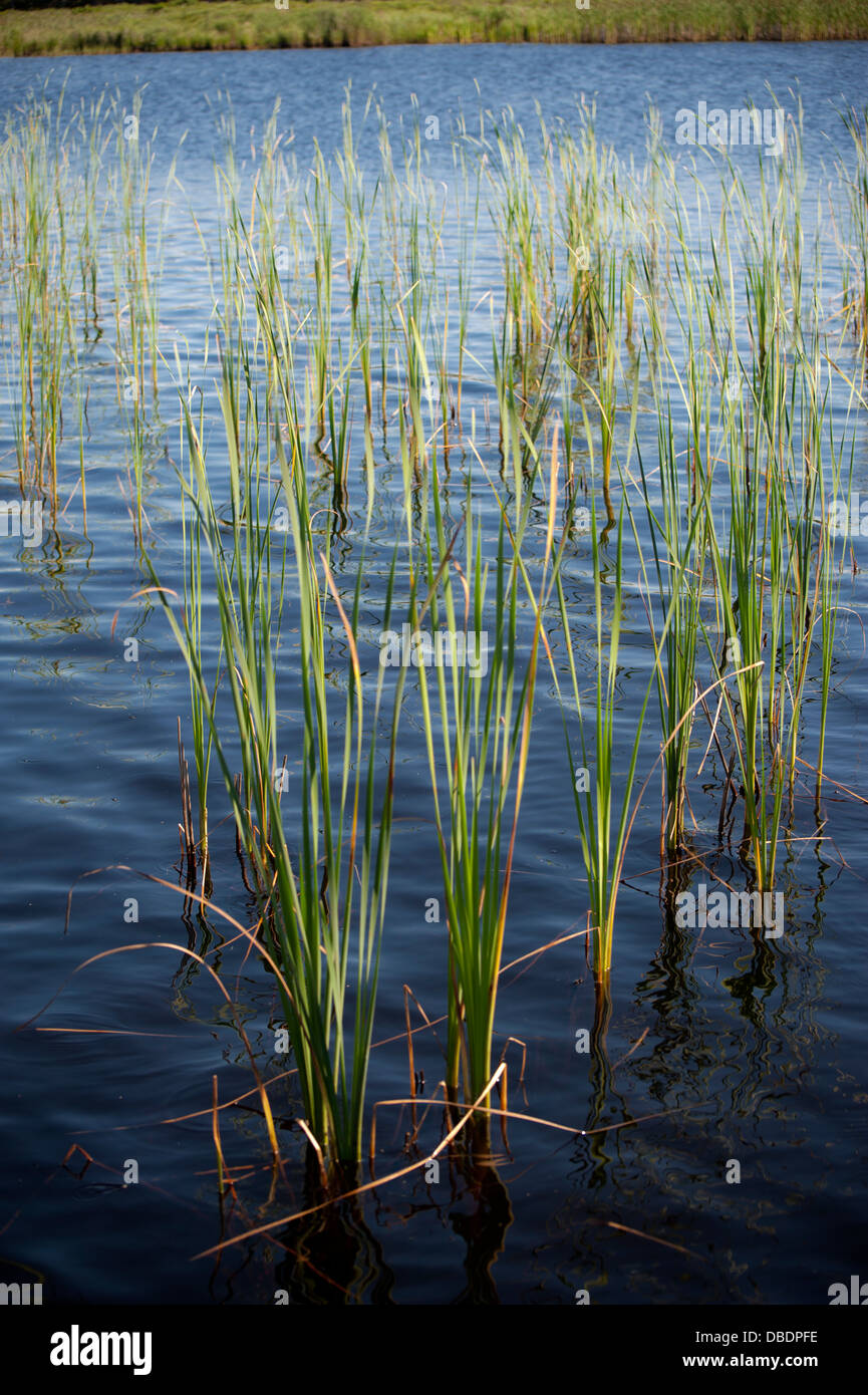 Reeds in marsh, Greenwich Prince Edward Island Park, Canada Stock Photo ...