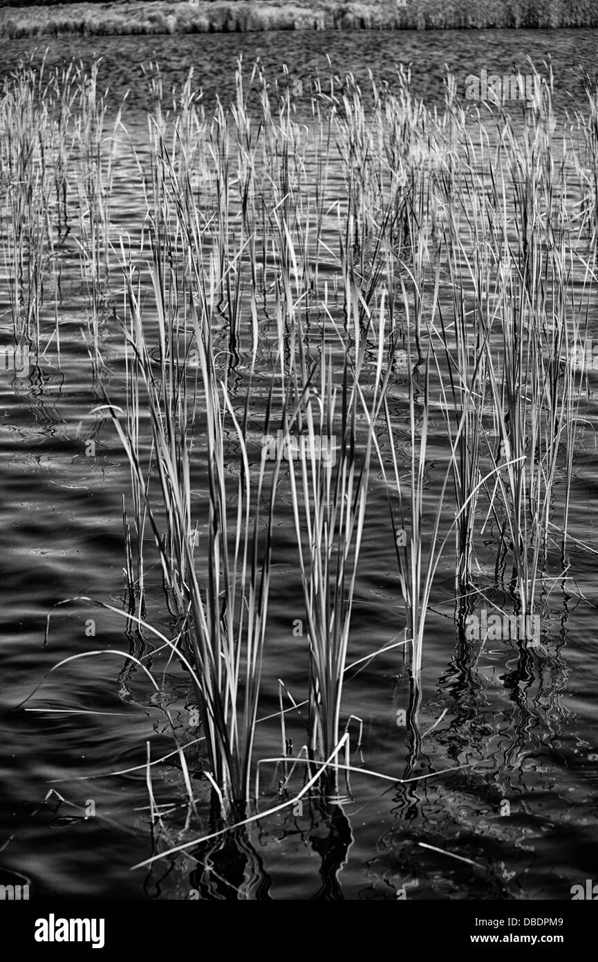 Water Reeds Growing Plants Stock Photos & Water Reeds Growing Plants ...
