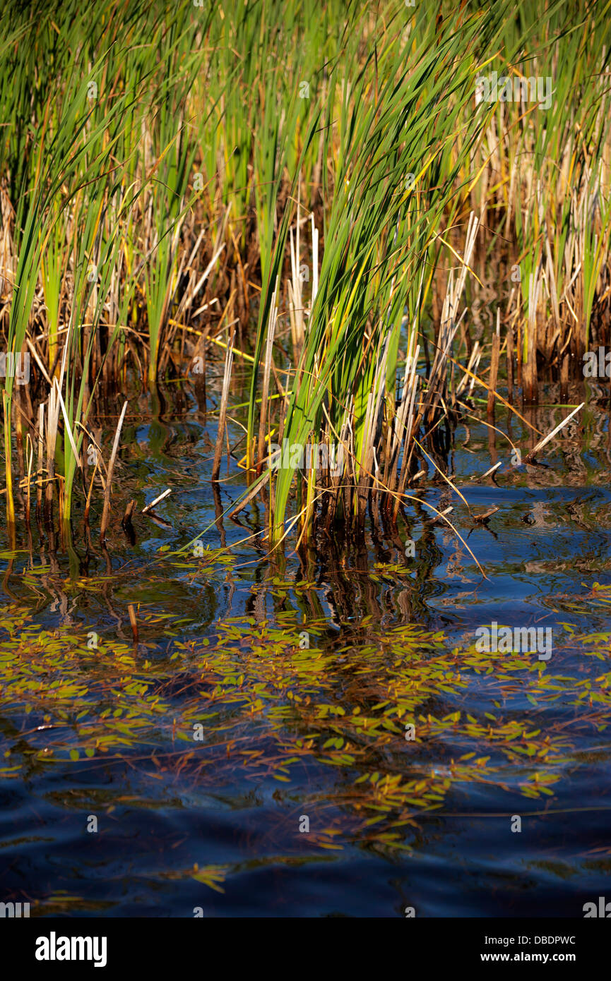 Reeds by water hi-res stock photography and images - Alamy
