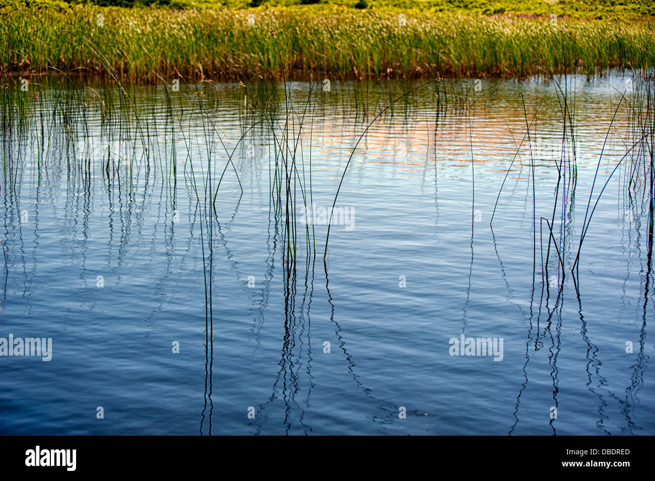 Marsh & Reeds Greenwich Prince Edward Island Park Stock Photo - Alamy