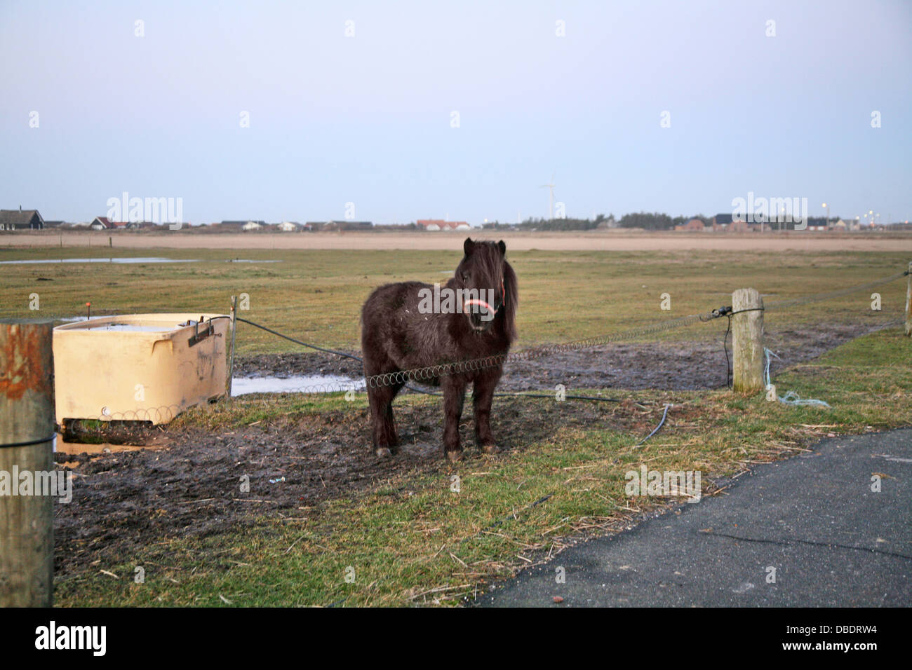 Pony on a paddock Stock Photo - Alamy