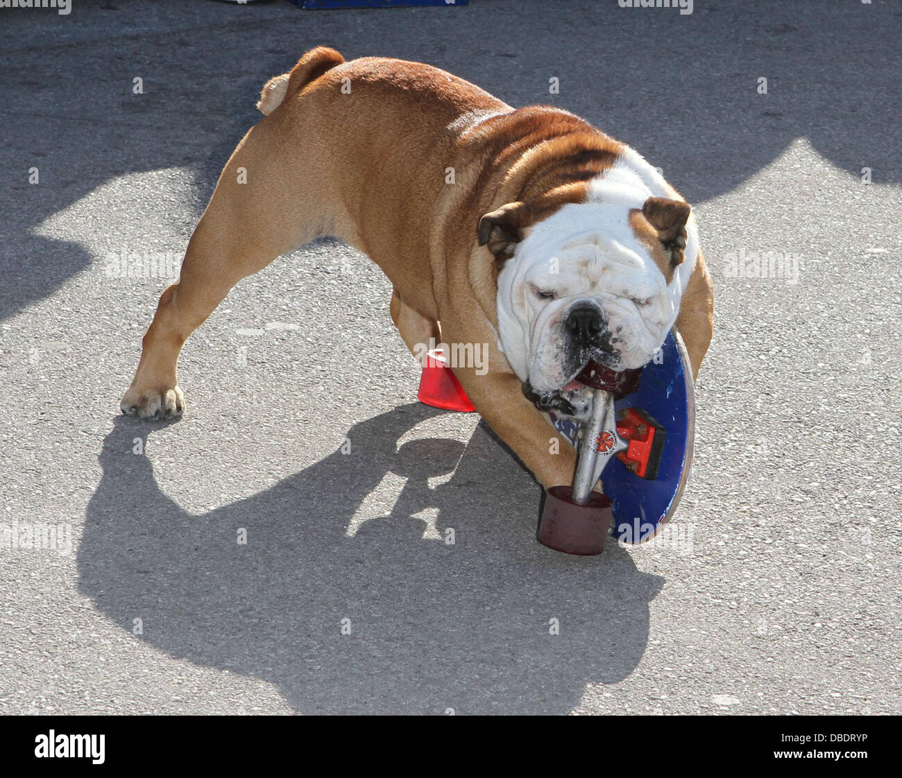 Tillman the skating bulldog 2nd Annual Bark In The Park held at Dodgers ...