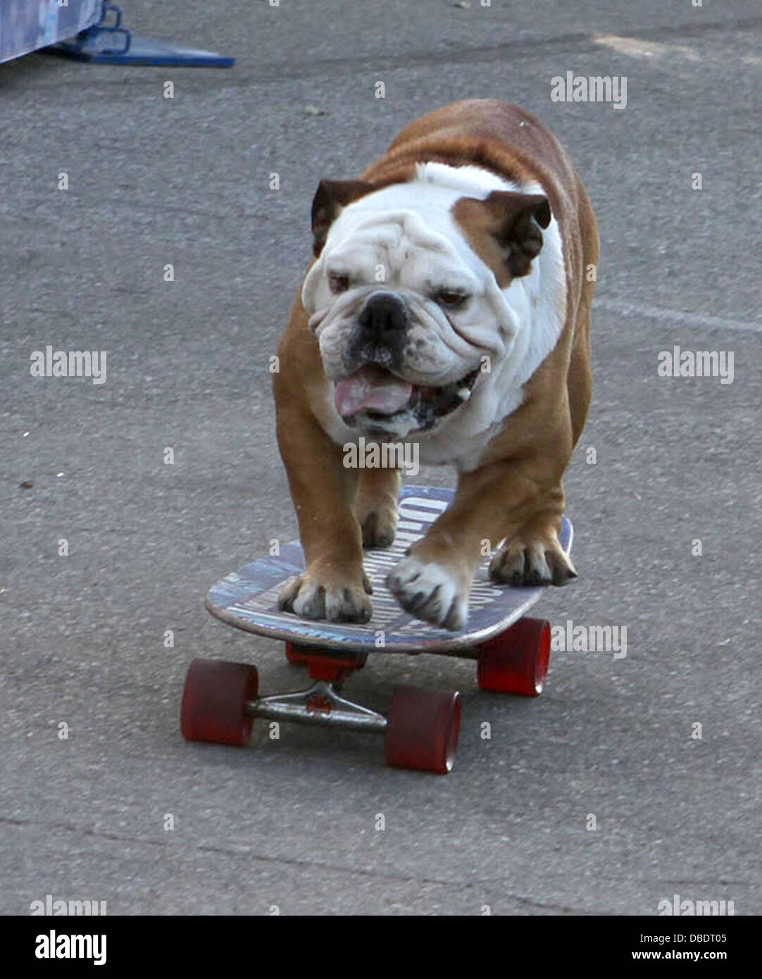 Tillman the skating bulldog 2nd Annual Bark In The Park held at Dodgers ...