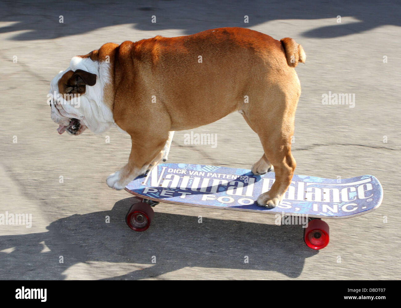 Tillman the skating bulldog 2nd Annual Bark In The Park held at Dodgers ...