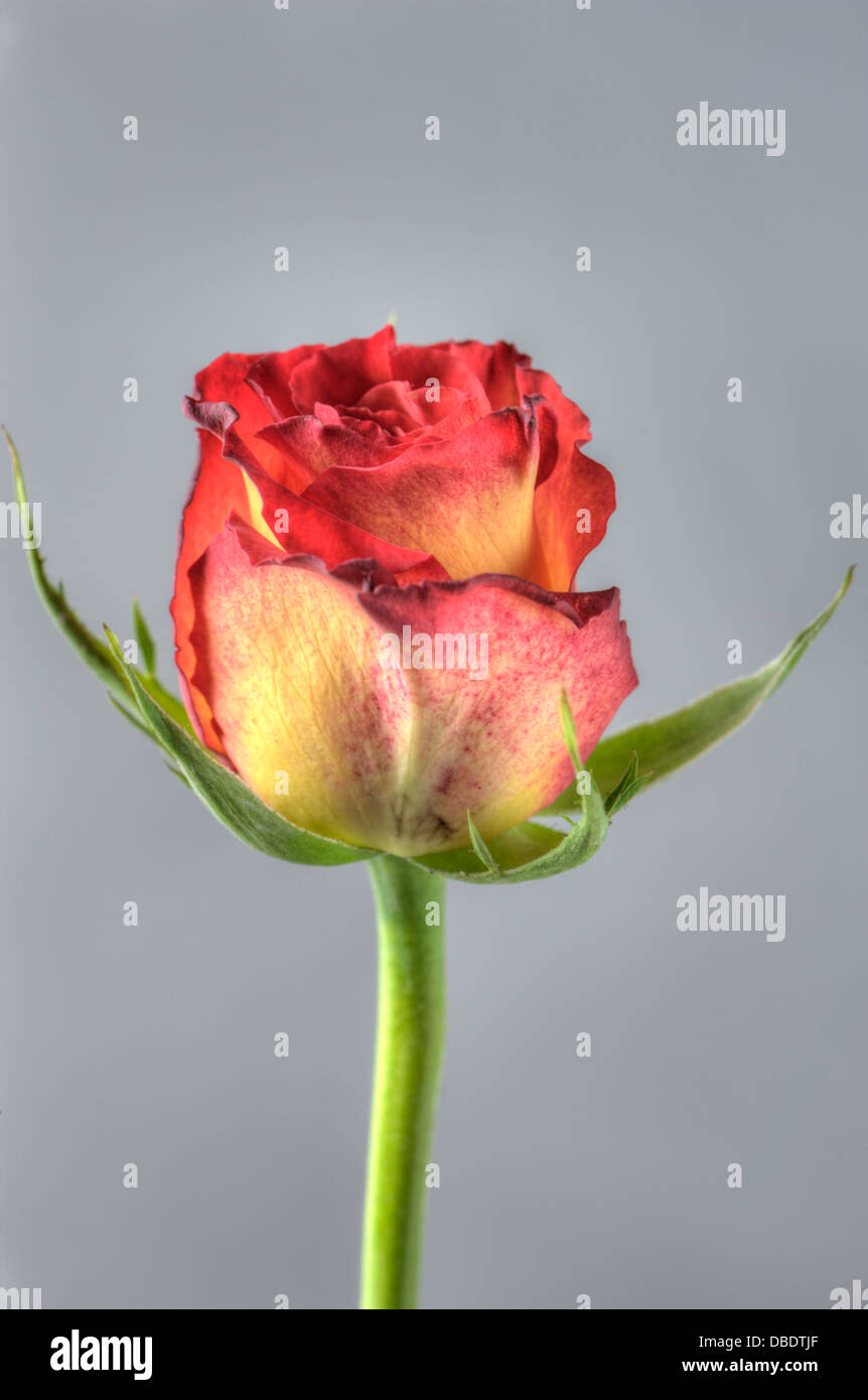 A single bi-colour (yellow-red) rose Stock Photo - Alamy