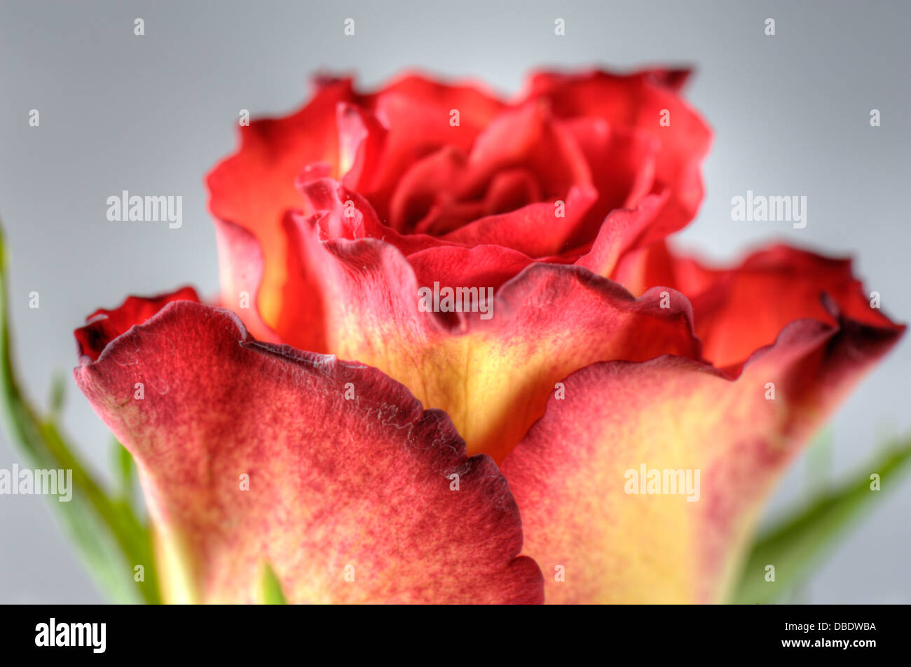 Bi colour rose hi-res stock photography and images - Alamy