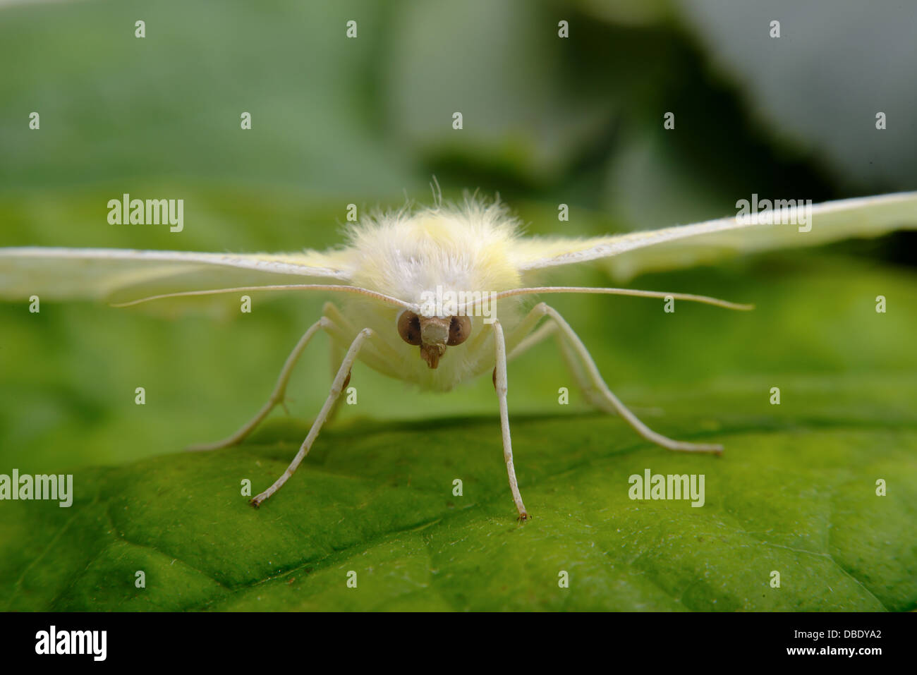 Moth flying hi-res stock photography and images - Alamy