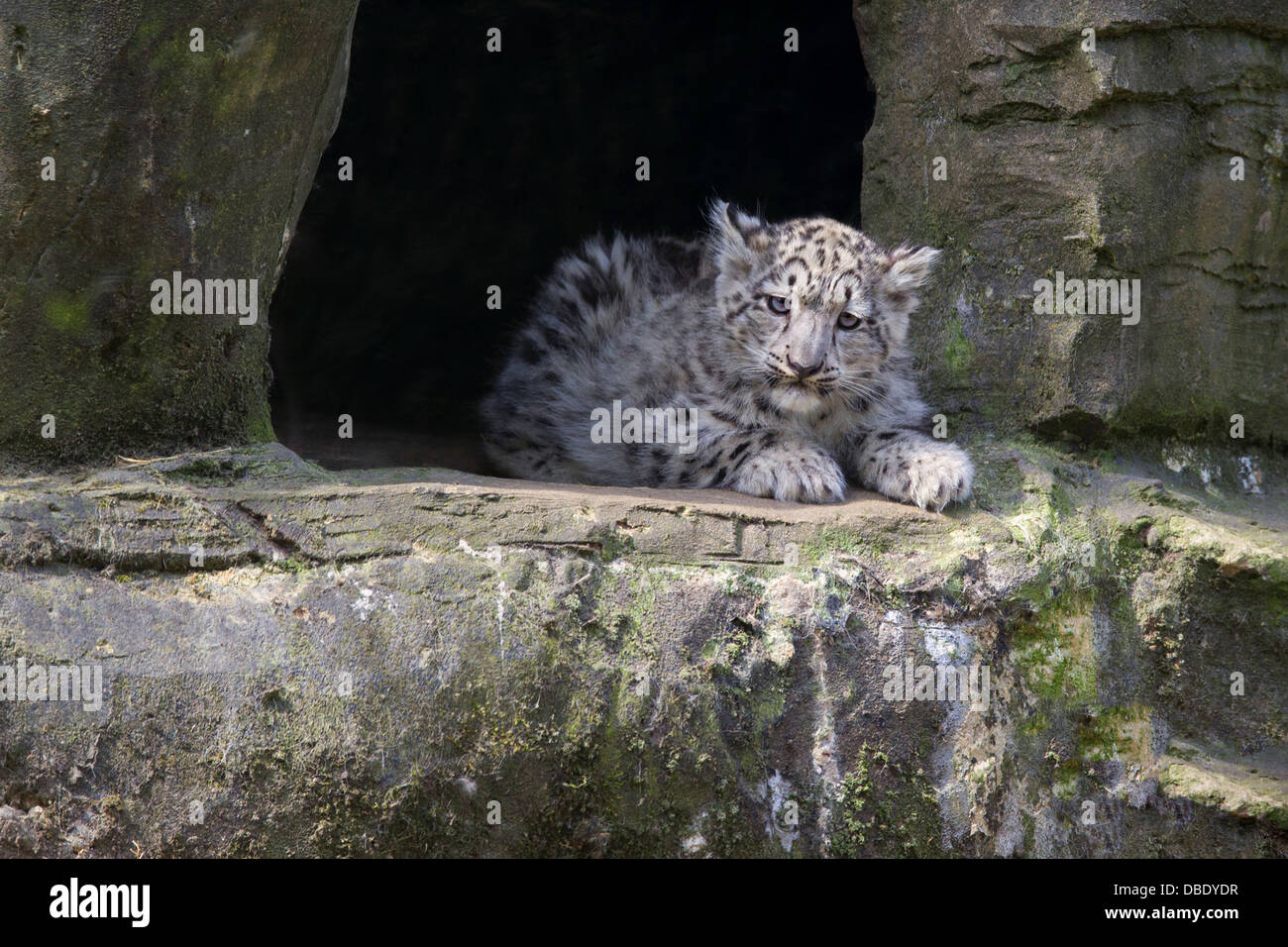 Snow Leopard cub, 3 months old Stock Photo - Alamy