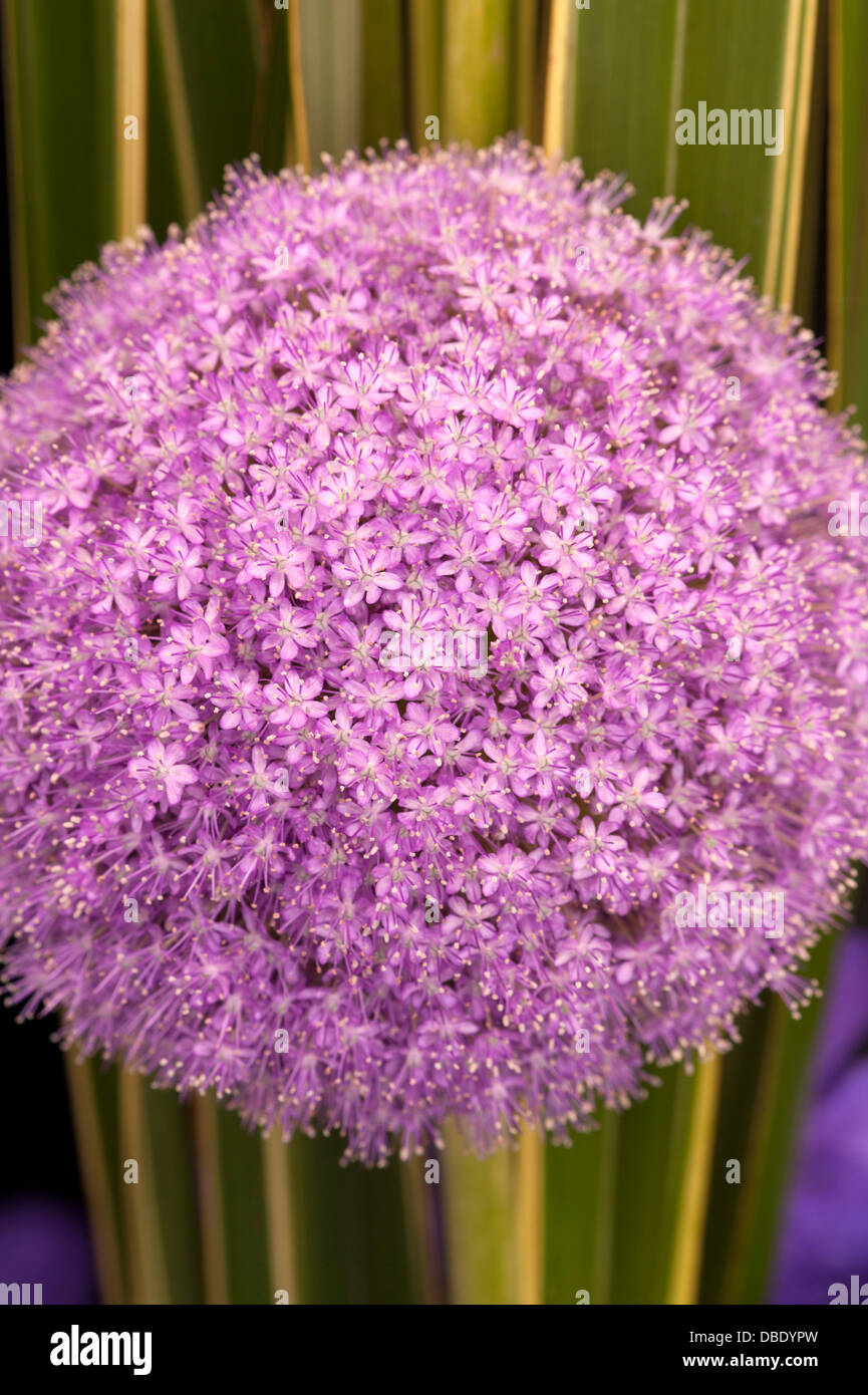 ornamental allium flower head Stock Photo - Alamy