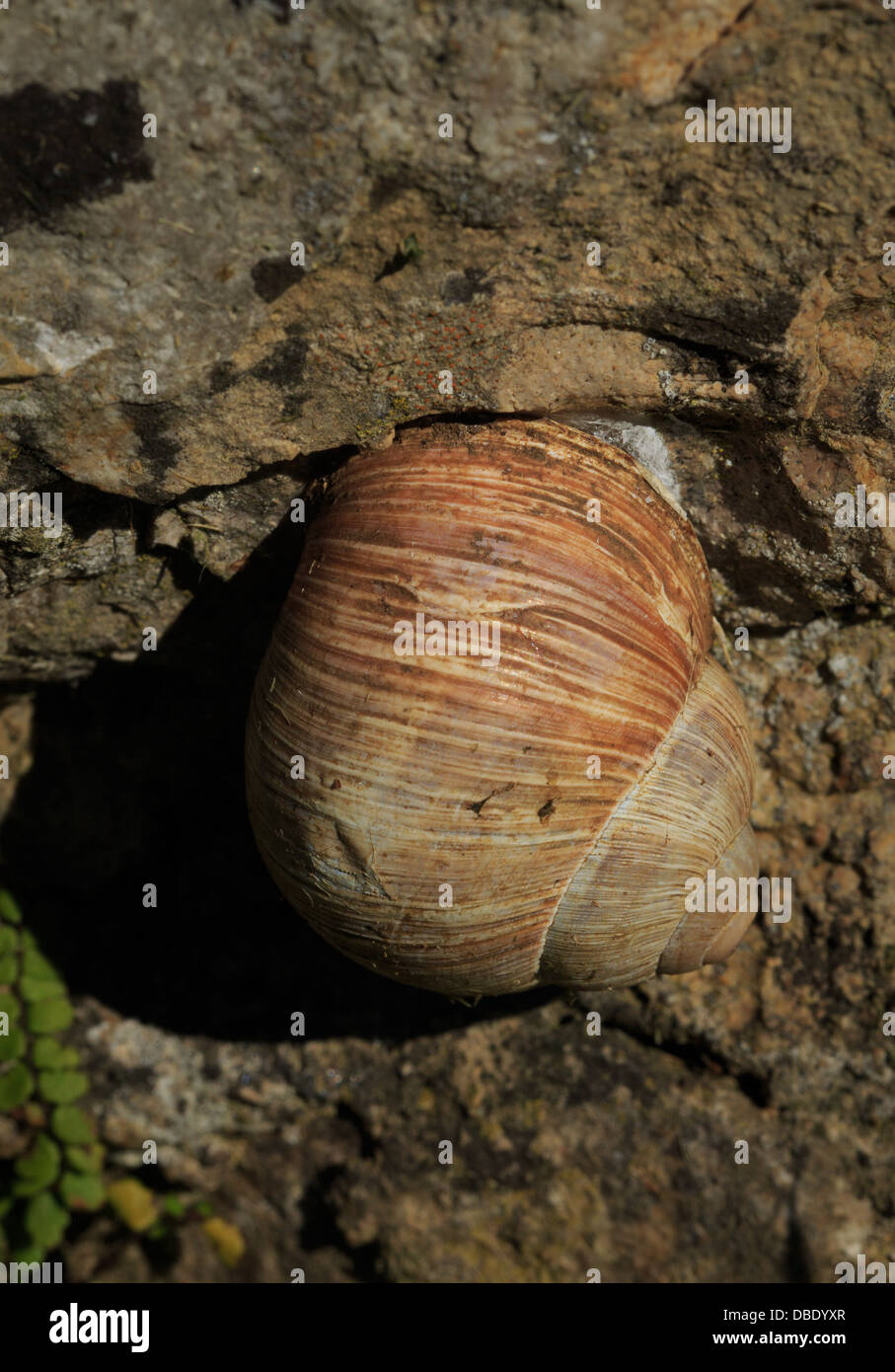 Giant snail hi-res stock photography and images - Alamy