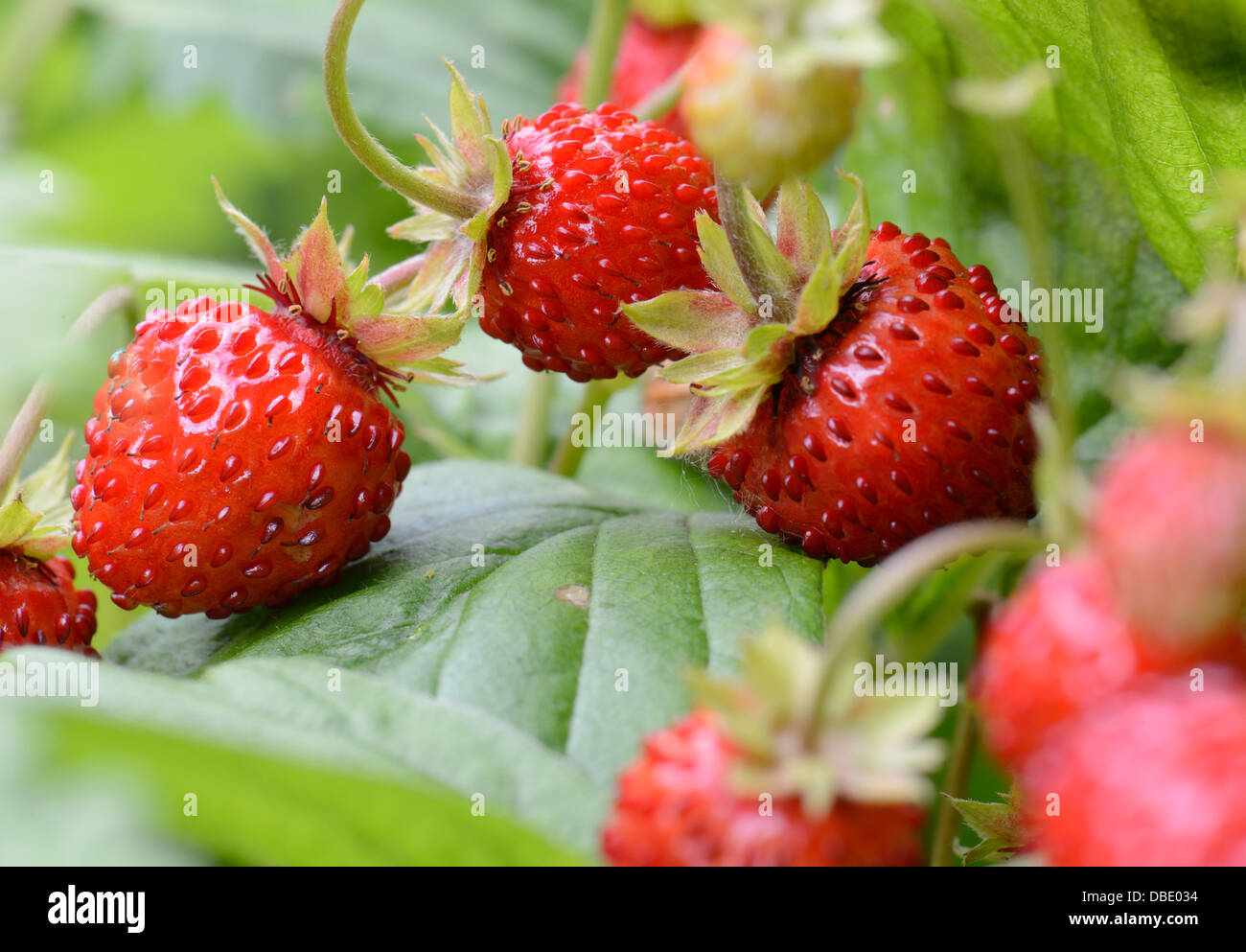 Wild strawberries hi-res stock photography and images - Alamy