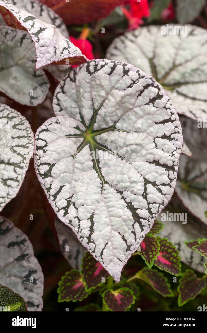 Silver leaf plant hi-res stock photography and images - Alamy