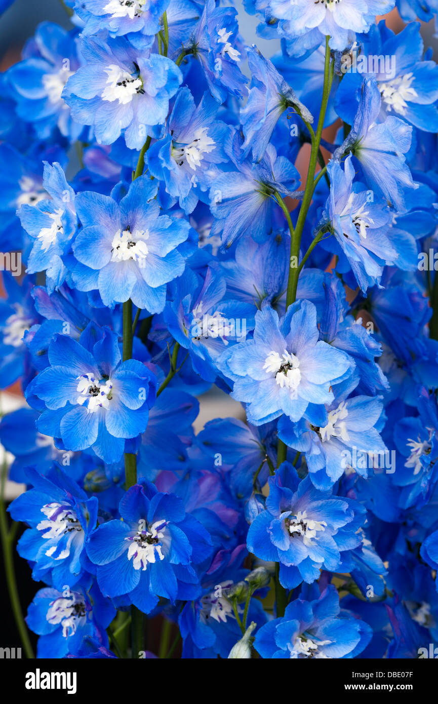 Delphinium blue flower hi-res stock photography and images - Alamy