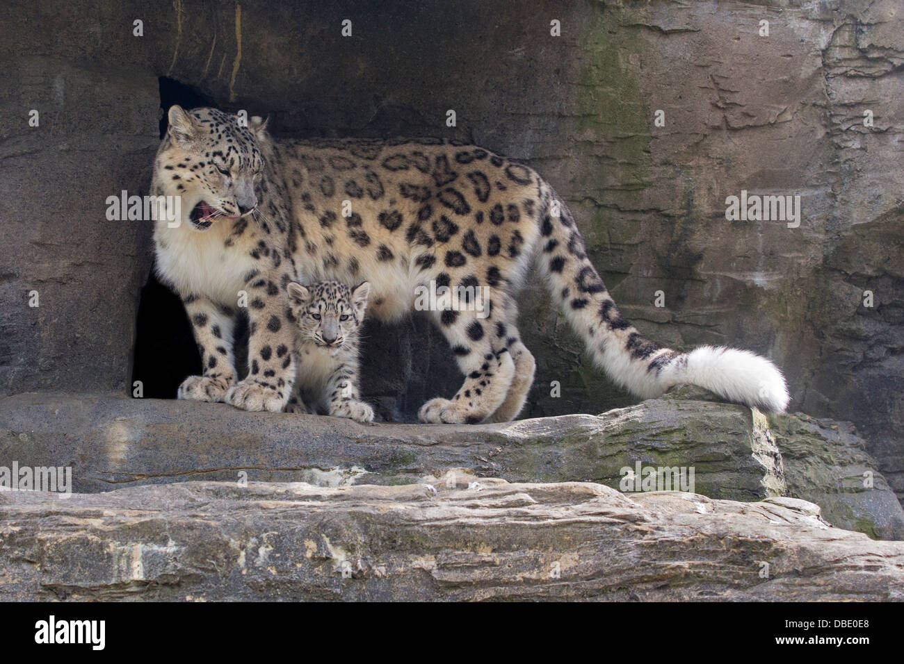 Adult Snow Leopard with her 13 weeks old cub Stock Photo - Alamy