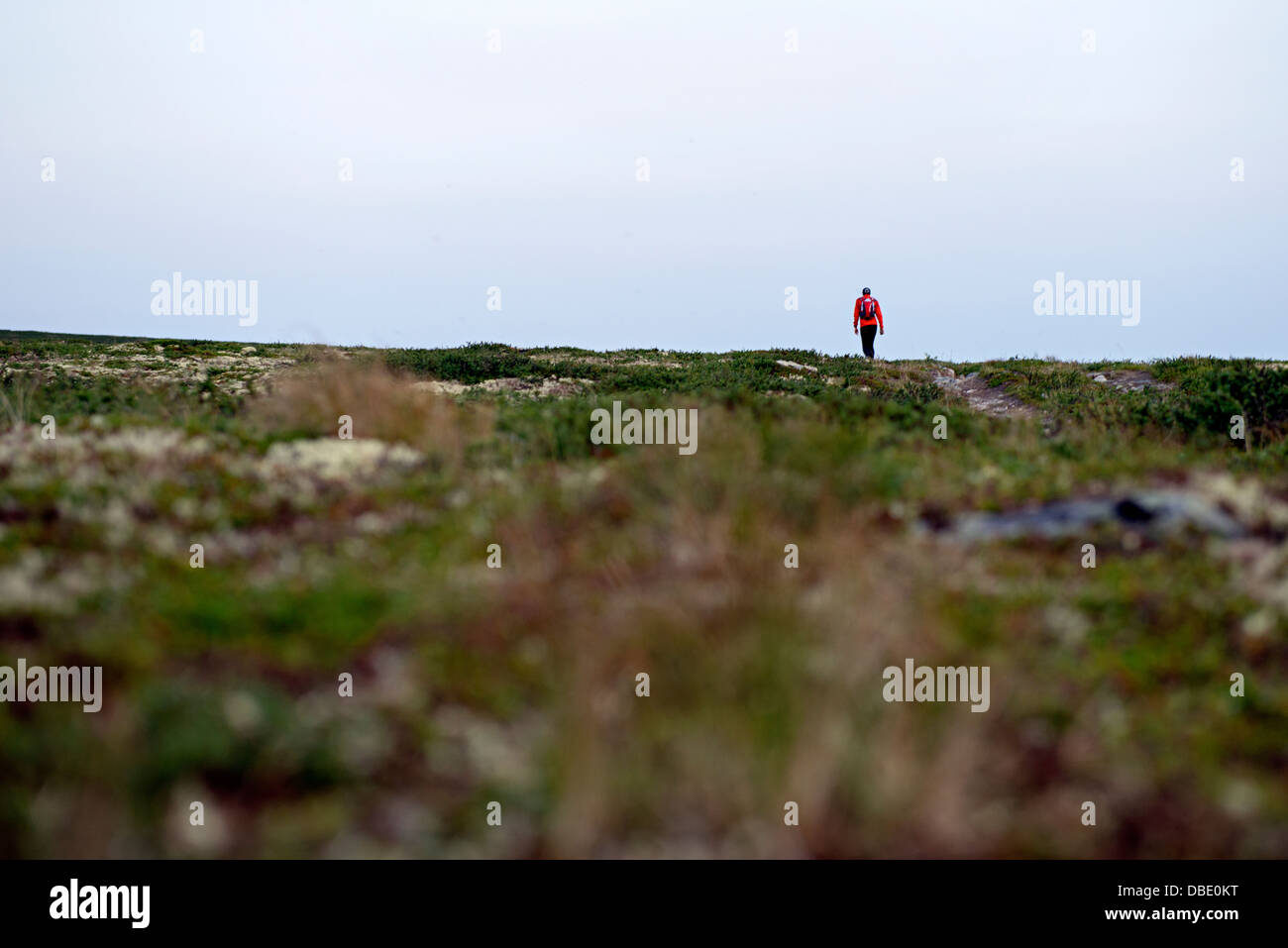 An athlete running on the Hardangervidda Plateau, Norway Stock Photo ...