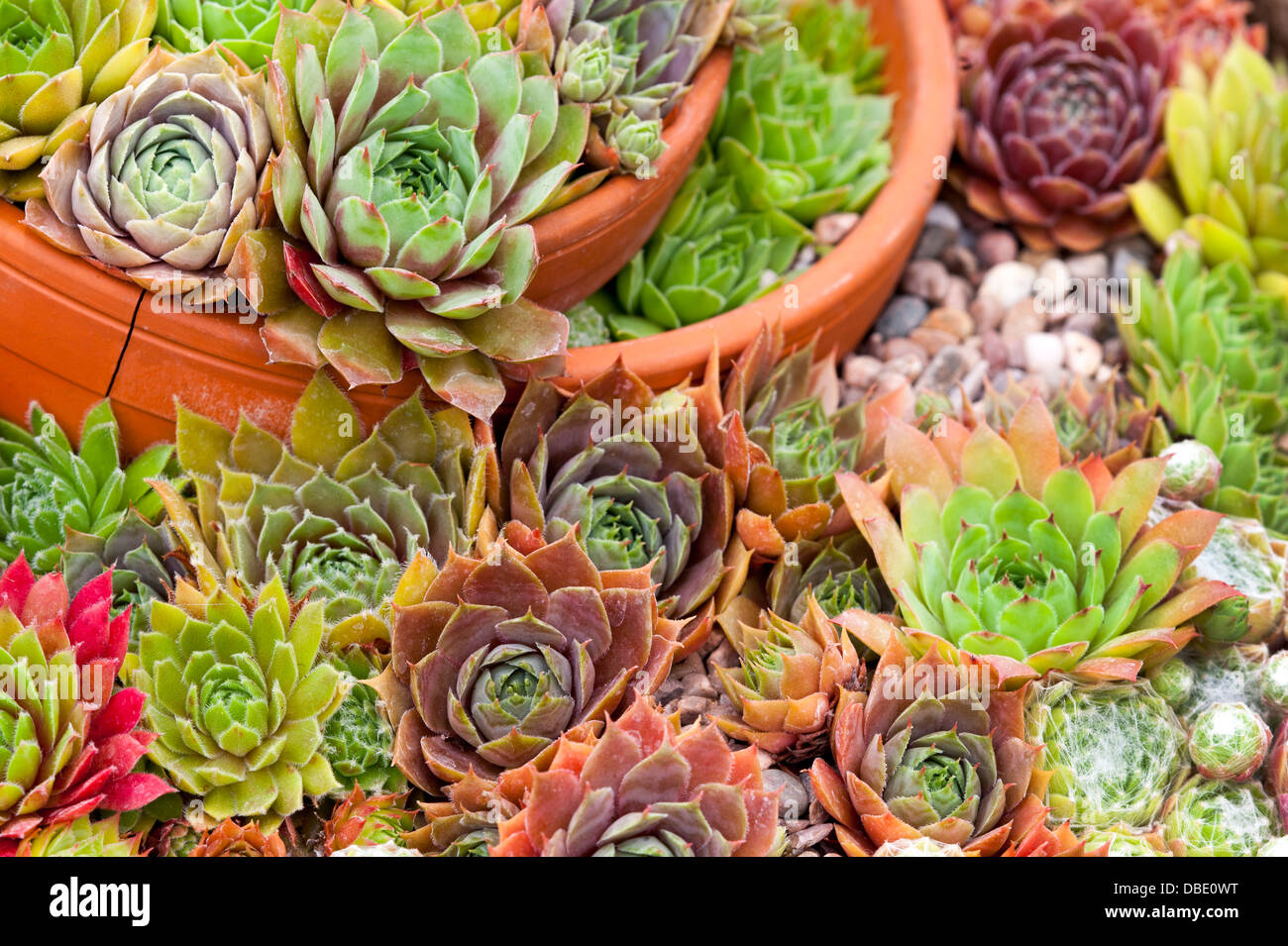Succulents hi-res stock photography and images - Alamy