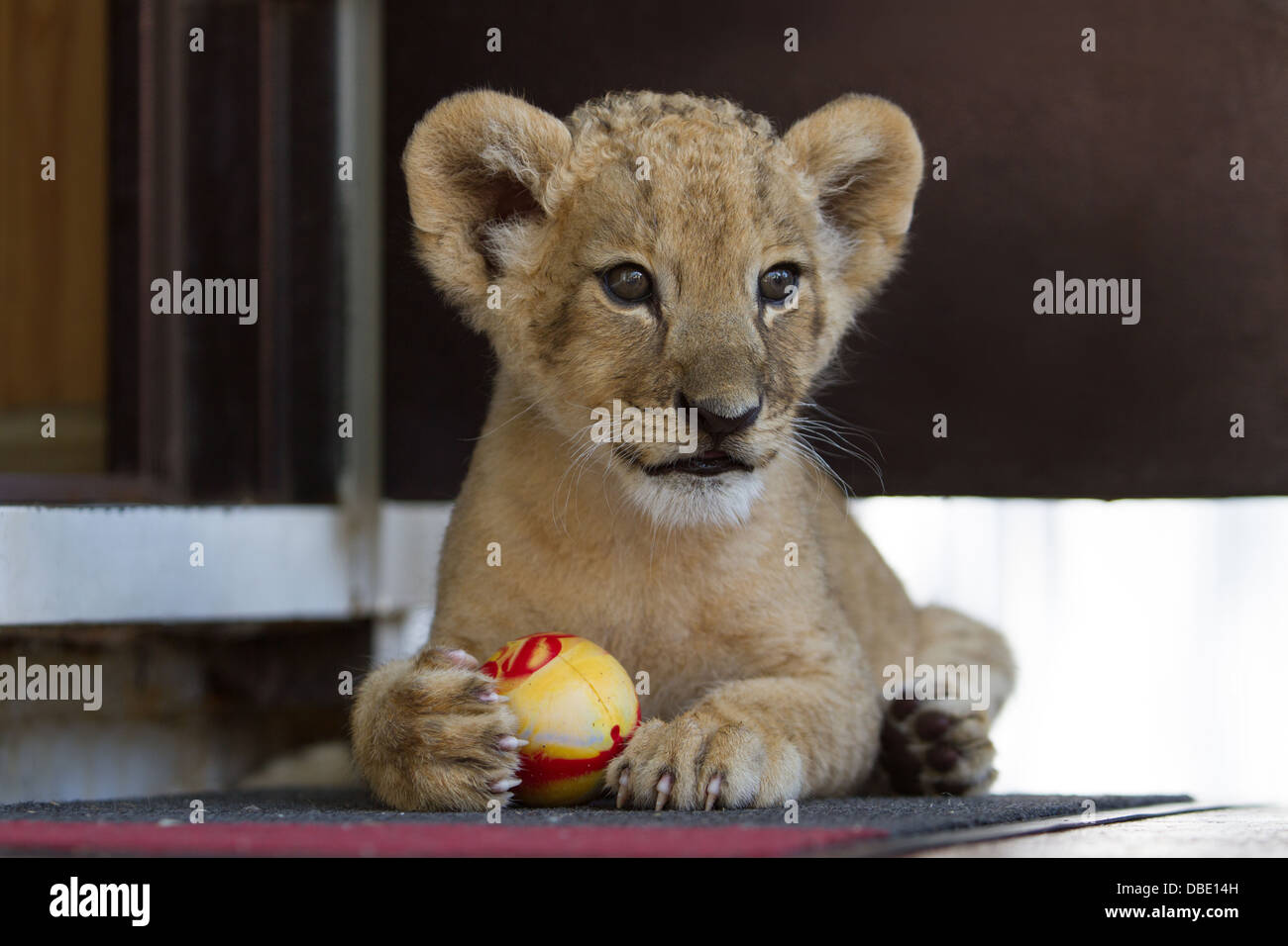 Photo collection of 2 month old male lion cub. Very cute little ...