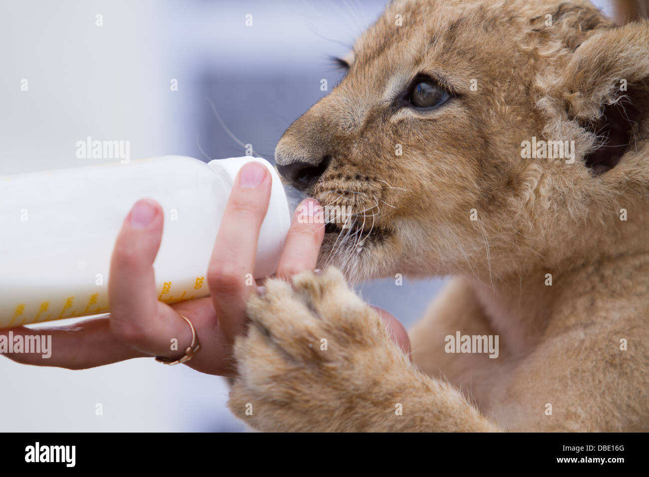 Photo set of people taking care of 2 month old male lion cub Stock ...