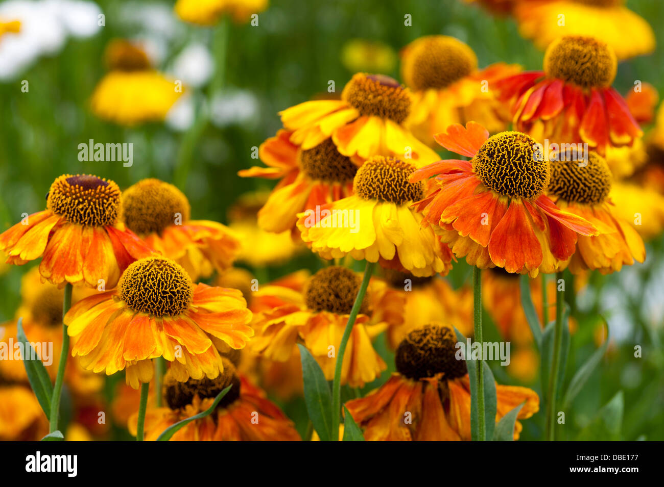 helenium sahins early flowerer Stock Photo - Alamy