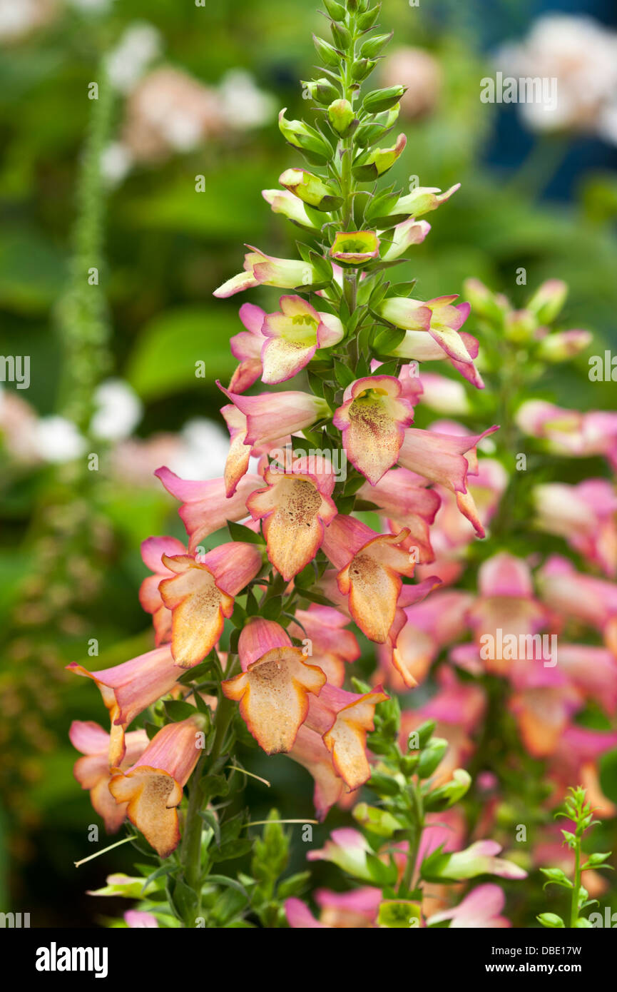 digitalis 'illumination pink' foxglove Stock Photo - Alamy