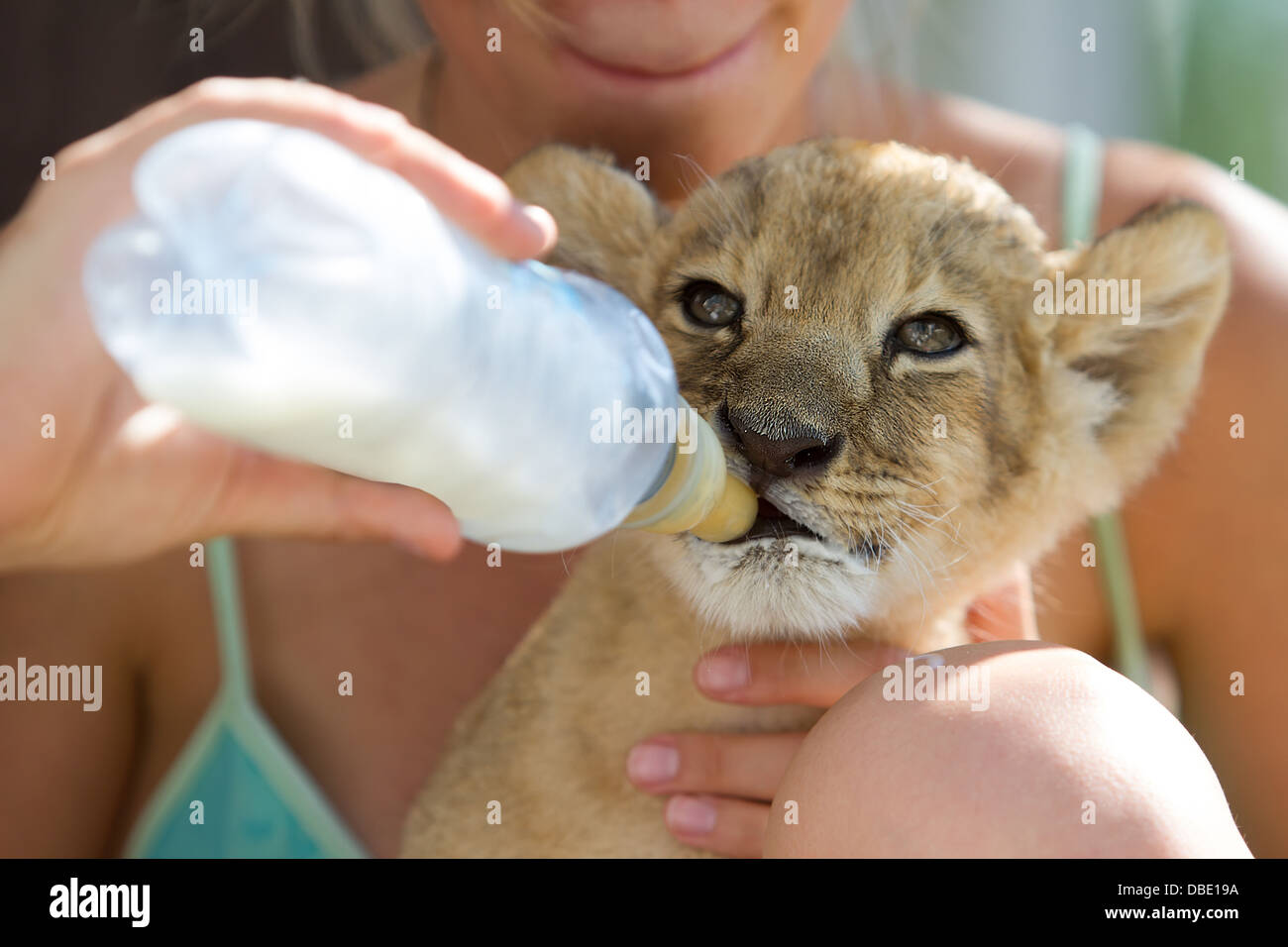 Girl feeding 2 month old male lion cub Stock Photo - Alamy