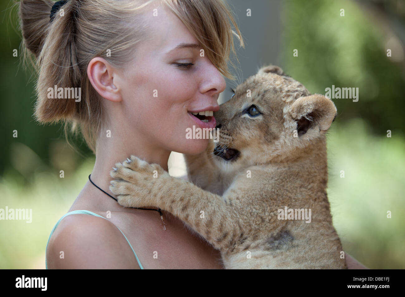 Girl playing with a little male lion cub Stock Photo - Alamy