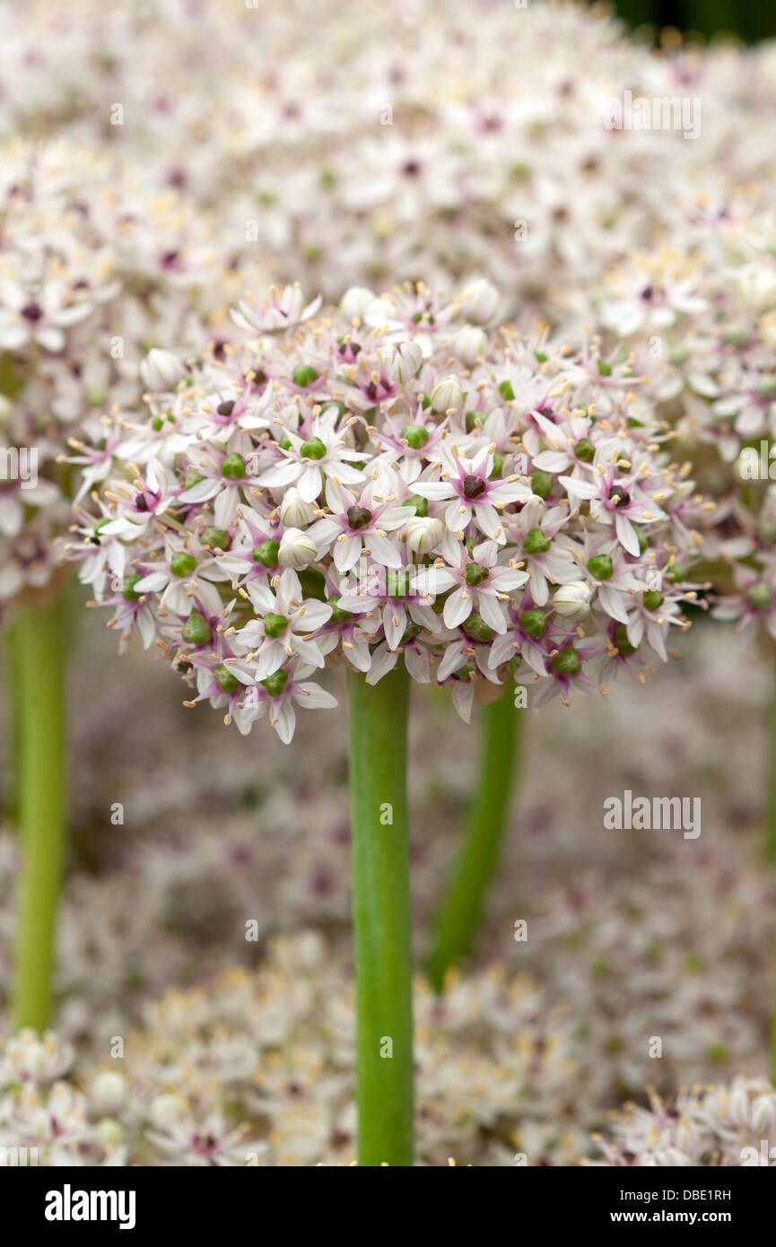 Allium silverspring hi-res stock photography and images - Alamy